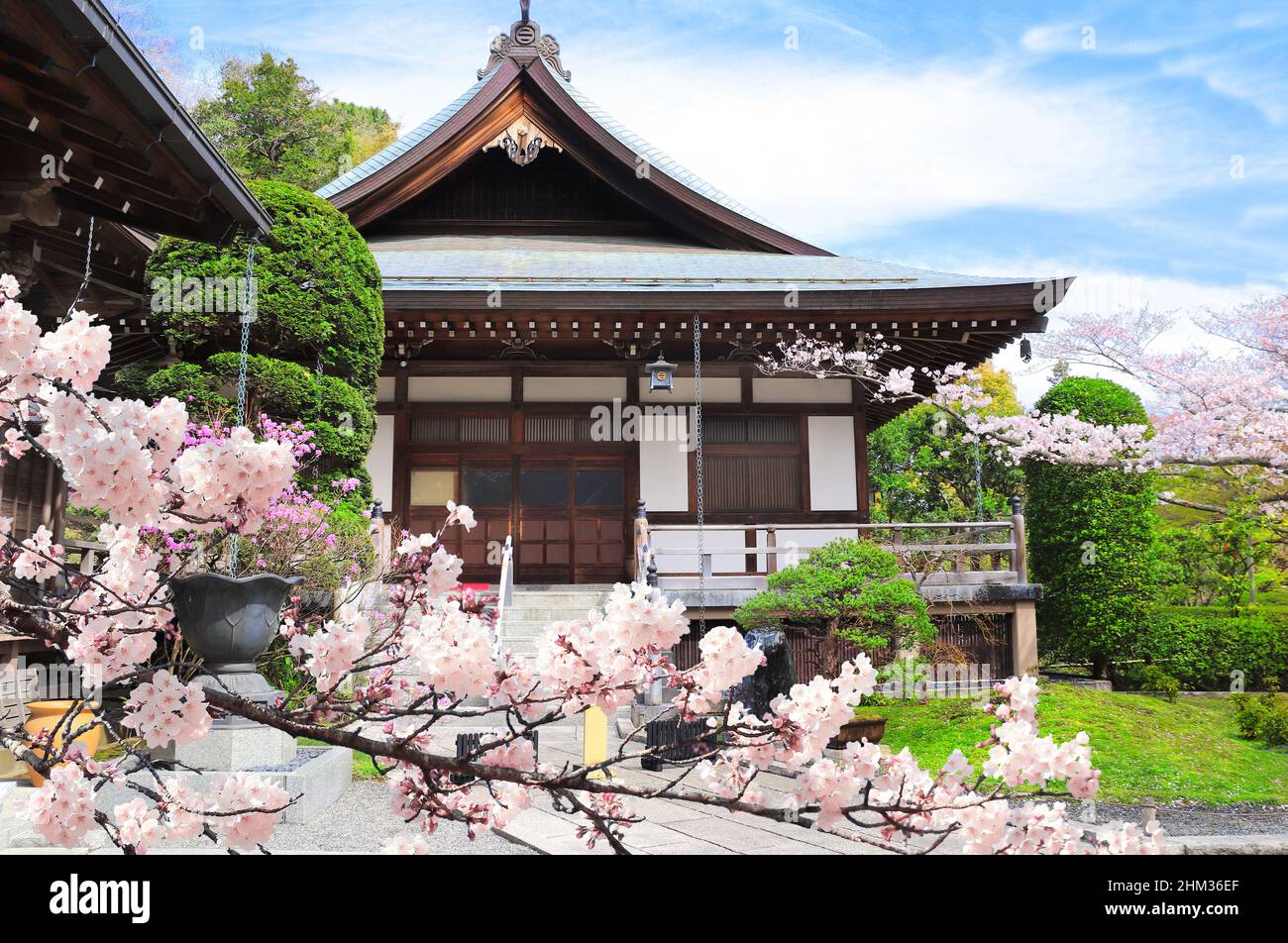 Ancient pavilion and sakura blossom branches in Hokokuji temple. Sakura ...