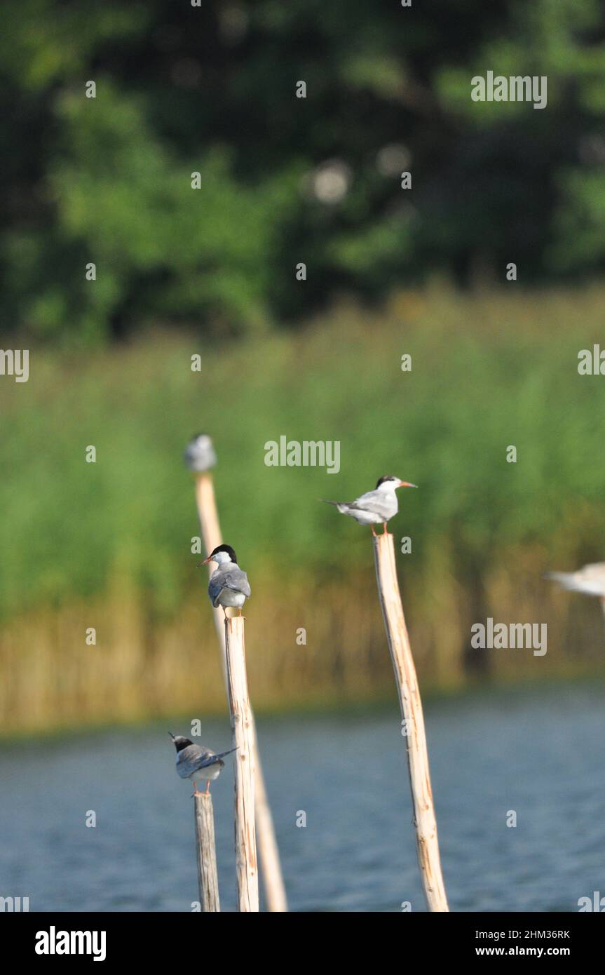 The Common Tern, an agile bird that hunts fish, with specimens sitting ...