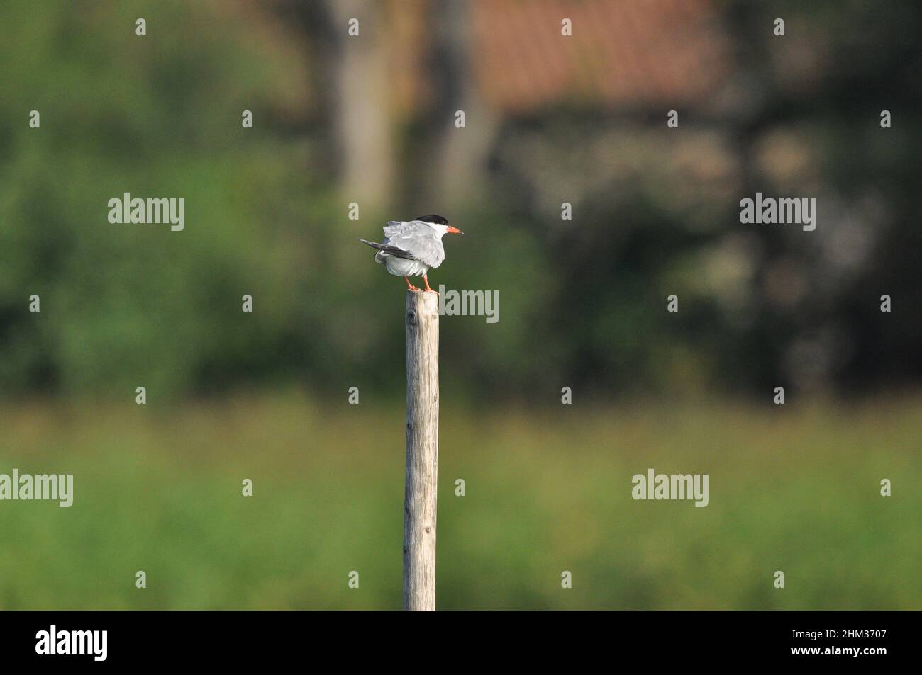 The Common Tern, an agile bird that hunts fish, with specimens sitting ...