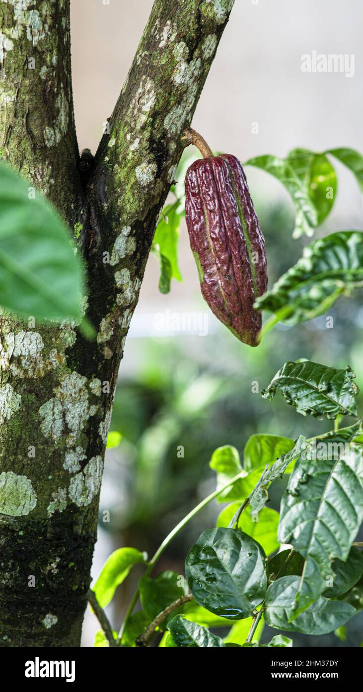 Close-up shallow focus shot of a Cacao fruit growing on a tree Stock ...