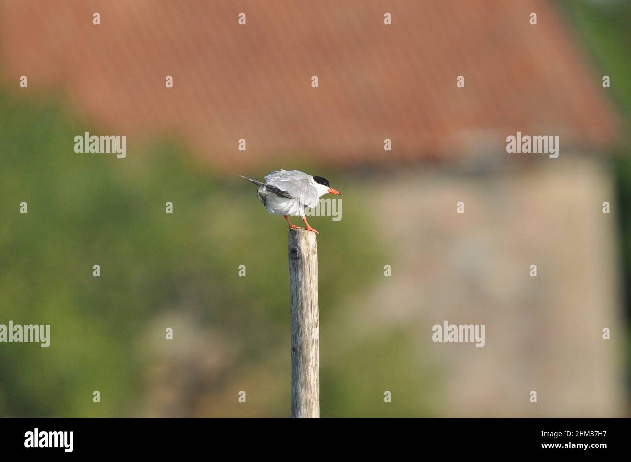The Common Tern, an agile bird that hunts fish, with specimens sitting ...