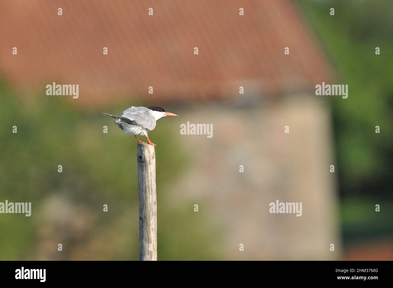 The Common Tern, an agile bird that hunts fish, with specimens sitting ...