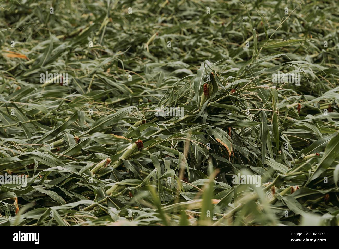 Corn crops with knocked over bent stem after severe wind storm in field ...