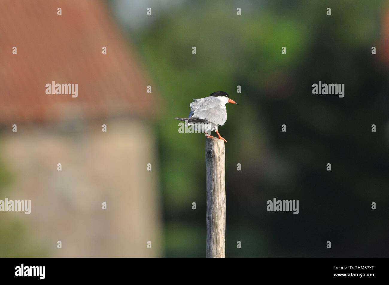 The Common Tern, an agile bird that hunts fish, with specimens sitting ...
