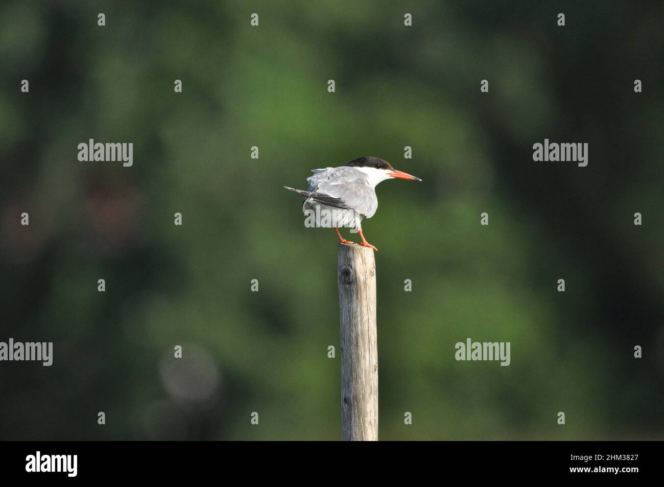 The Common Tern, an agile bird that hunts fish, with specimens sitting ...