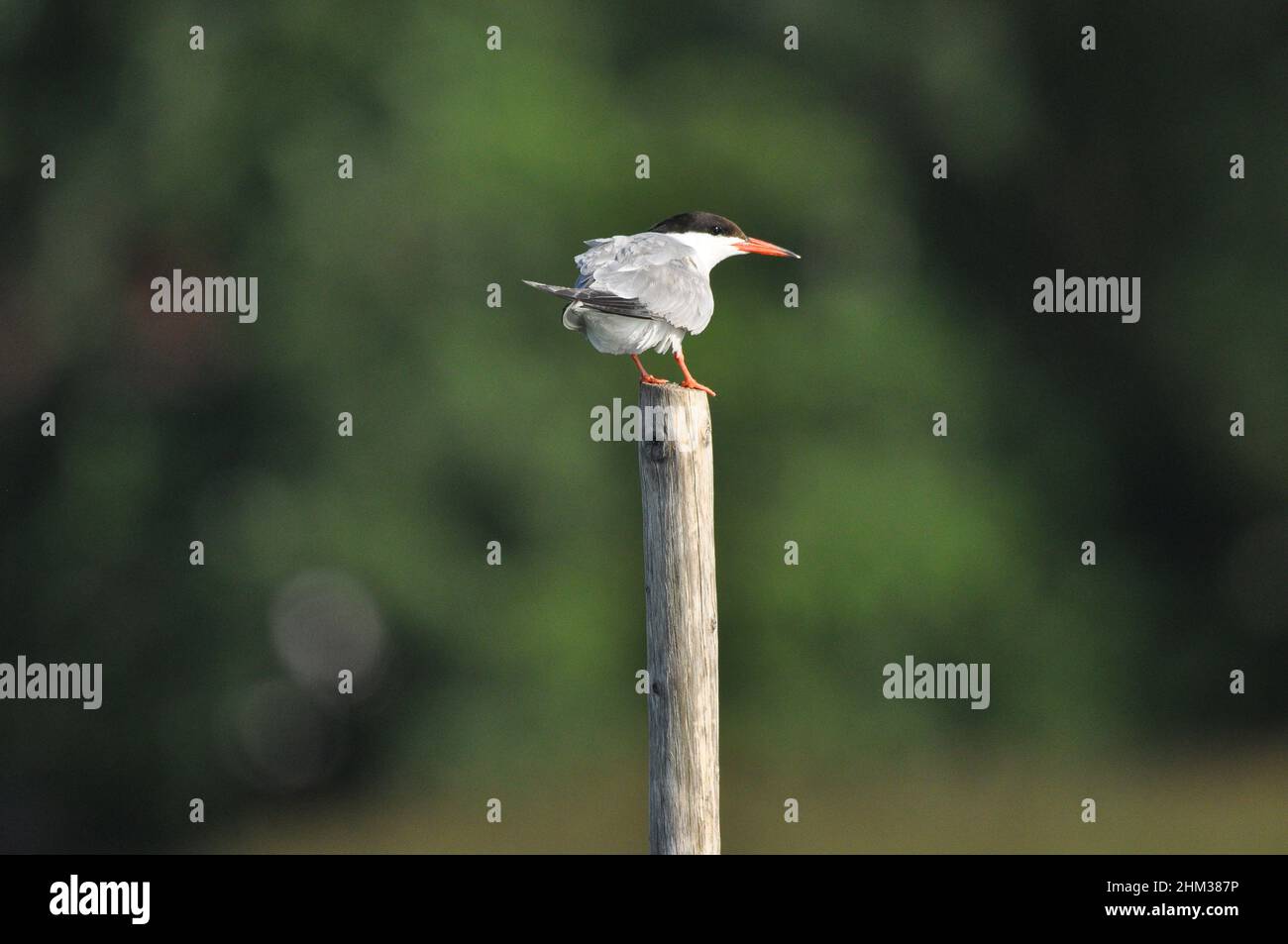 The Common Tern, an agile bird that hunts fish, with specimens sitting ...