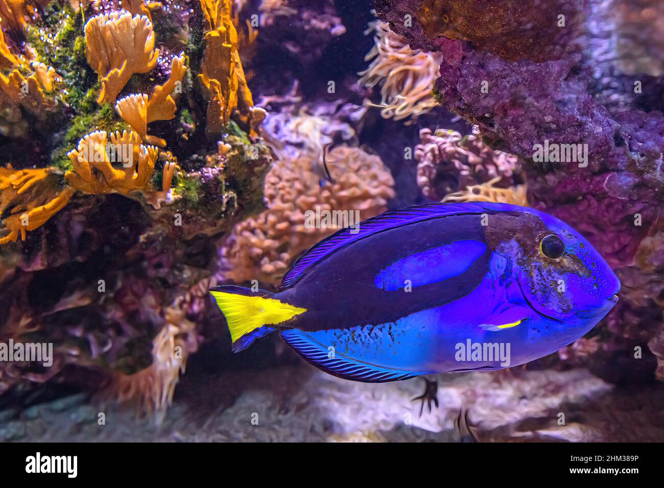Blue Tang surgeonfish swimming in coral reef of Indo-Pacific ocean ...