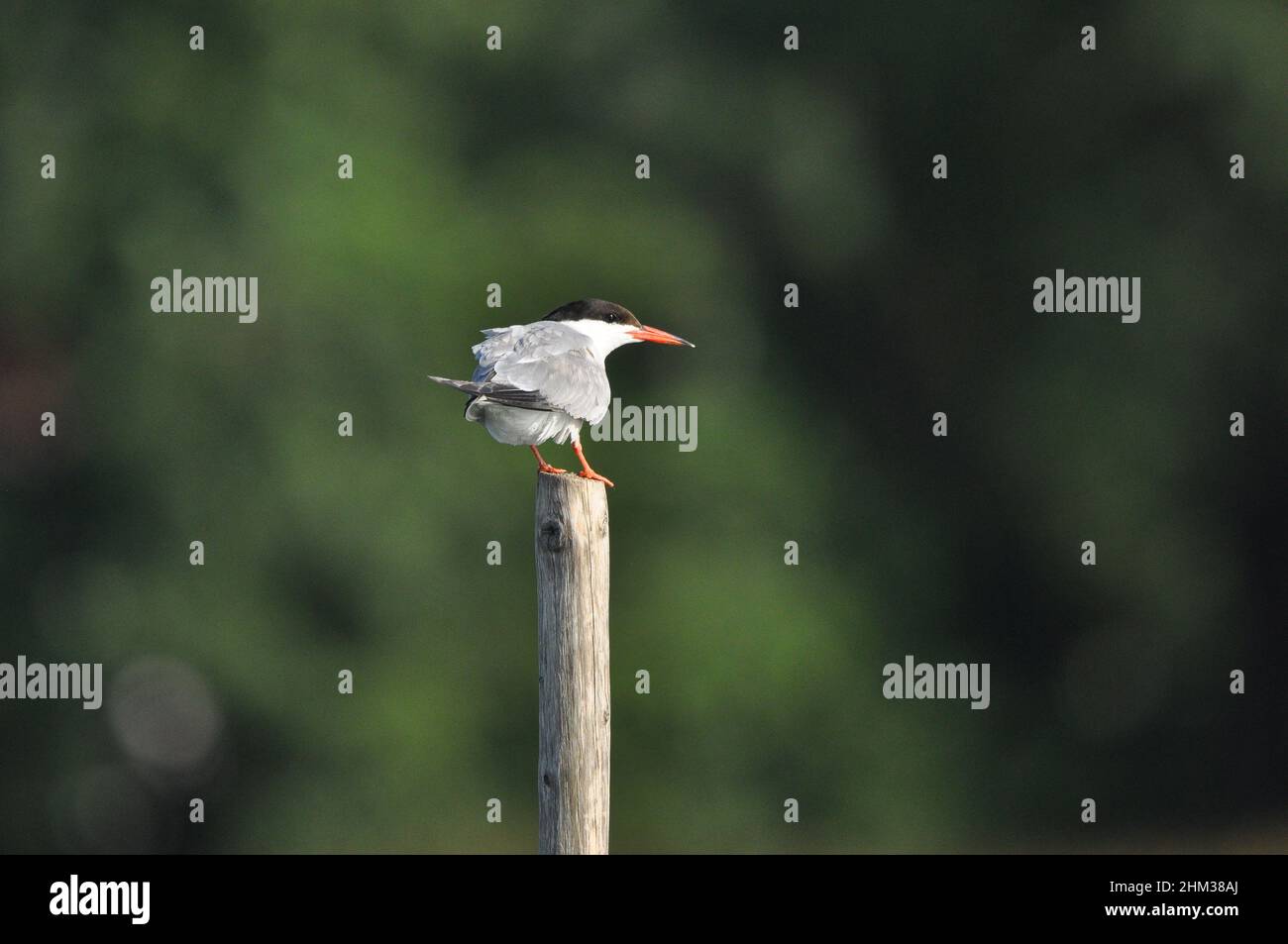 The Common Tern, an agile bird that hunts fish, with specimens sitting ...