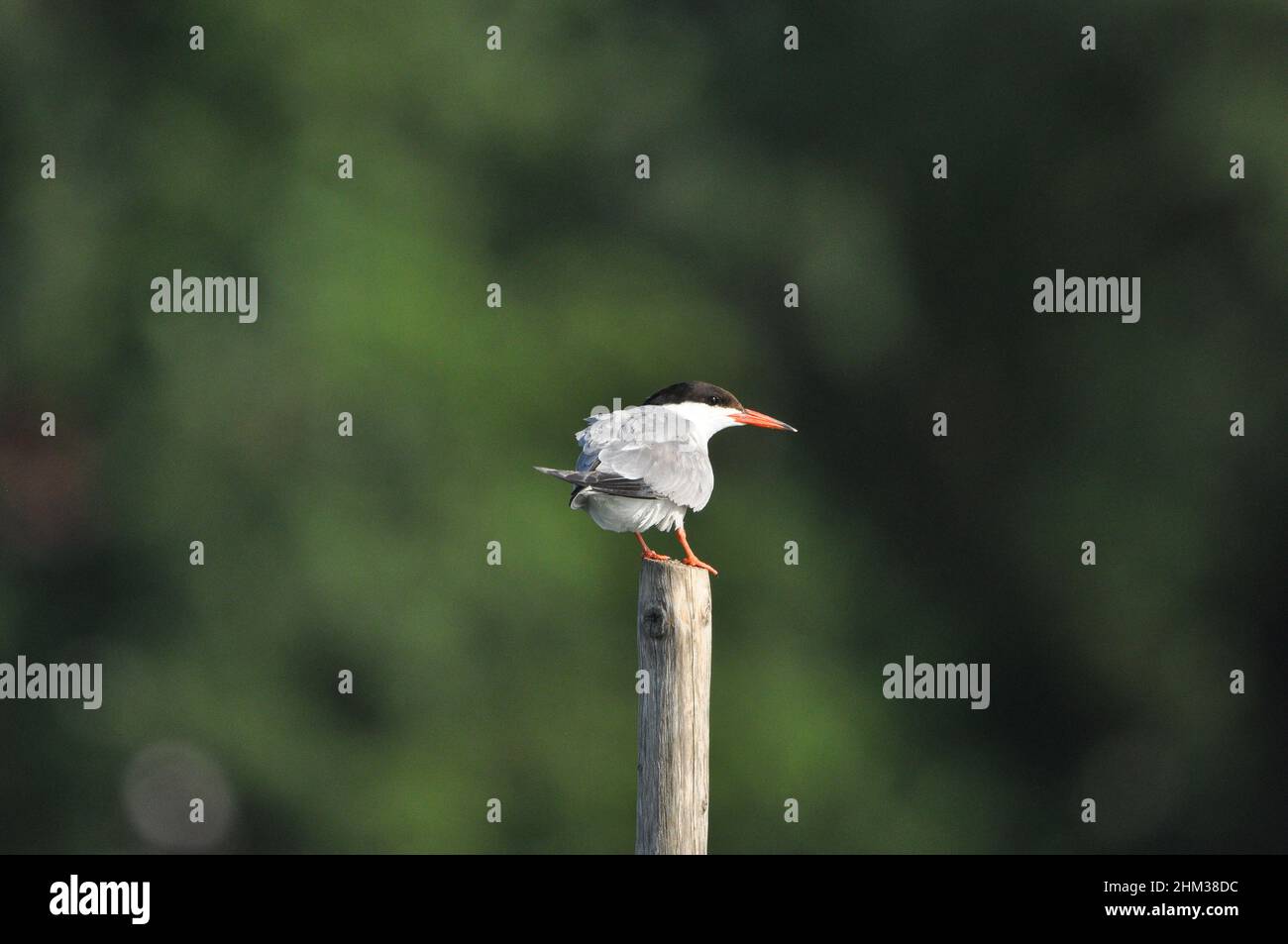 The Common Tern, an agile bird that hunts fish, with specimens sitting ...