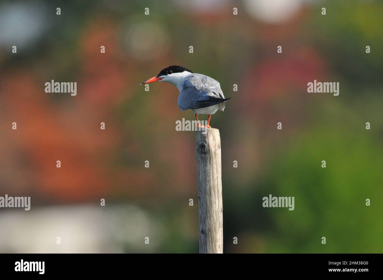 The Common Tern, an agile bird that hunts fish, with specimens sitting ...