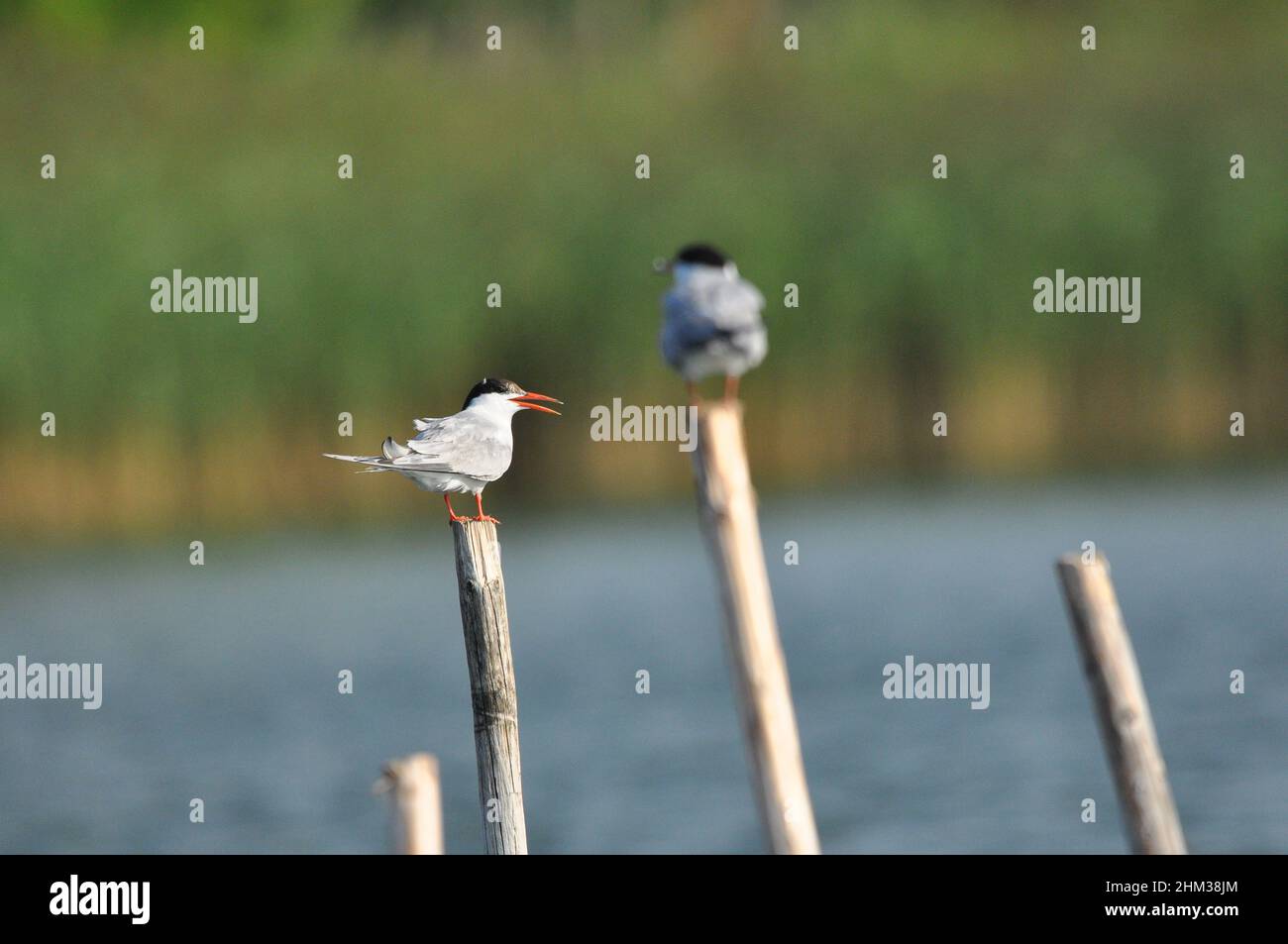 The Common Tern, an agile bird that hunts fish, with specimens sitting ...