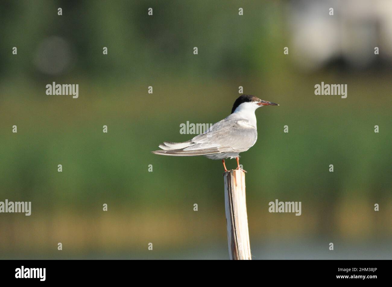 The Common Tern, an agile bird that hunts fish, with specimens sitting ...
