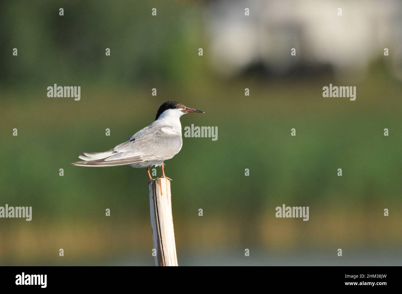 The Common Tern, an agile bird that hunts fish, with specimens sitting ...