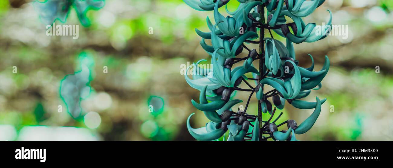 BANNER Real beauty nature background. Strongylodon macrobotrys, emerald ...