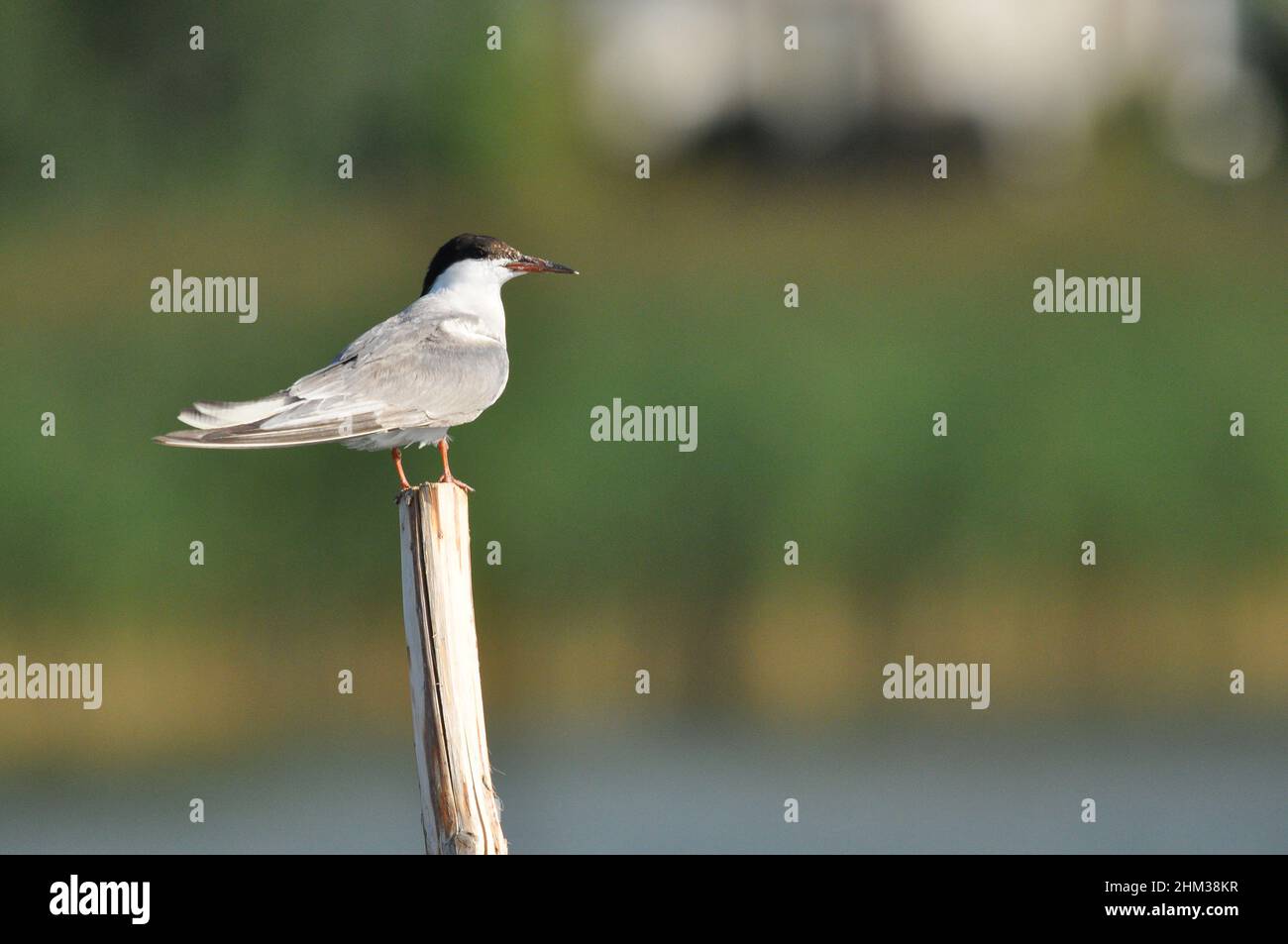 The Common Tern, an agile bird that hunts fish, with specimens sitting ...
