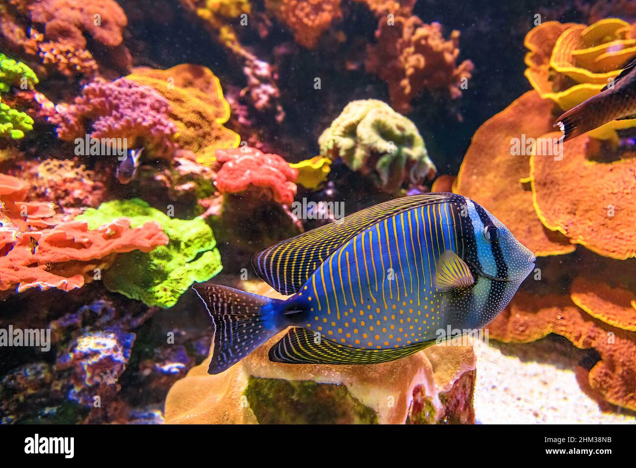 Tang family hi-res stock photography and images - Alamy