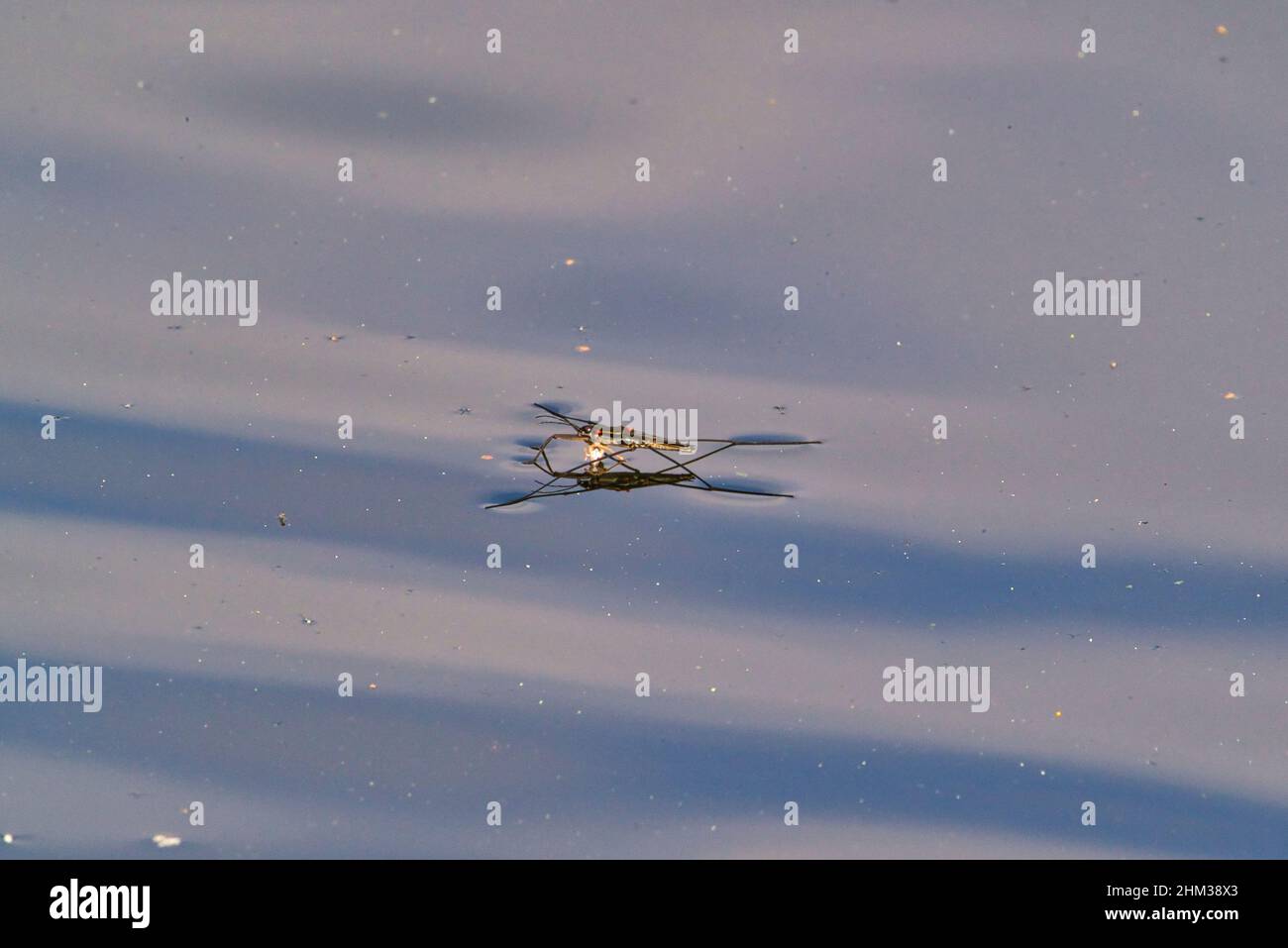Pond skater or water spider stands on calm blue water Stock Photo - Alamy