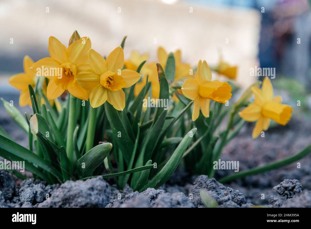 Dwarf daffodil flowers in the garden in early spring Stock Photo - Alamy