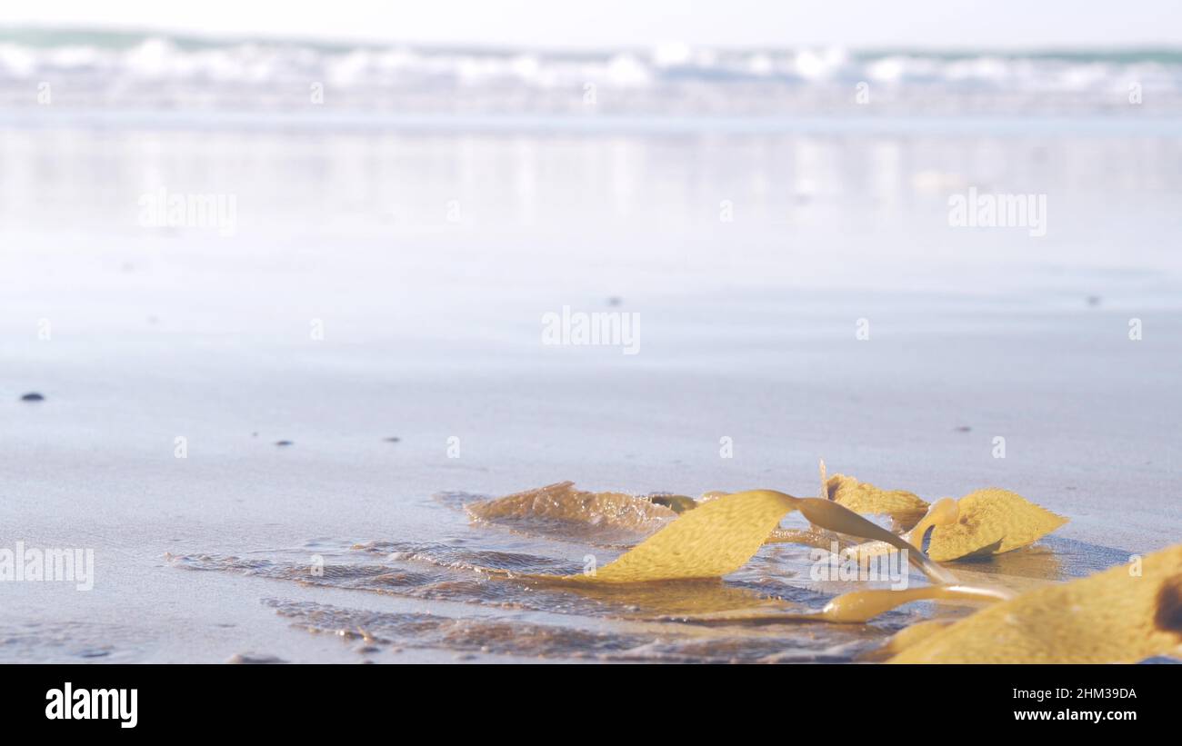 Green kelp seaweed on beach littoral sand, California ocean coast ...