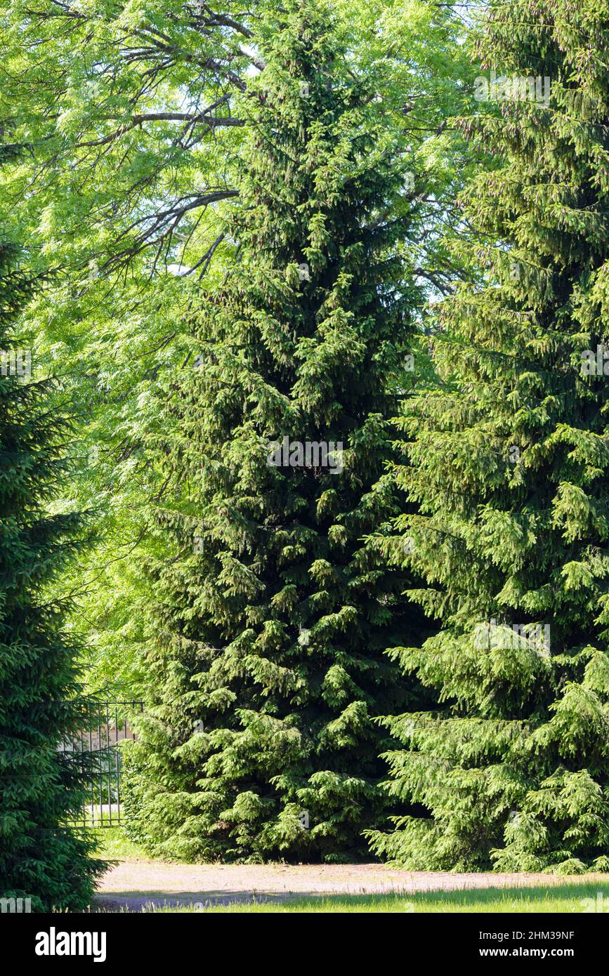 Healthy green trees in a park of old spruce, fir and pine trees Stock ...