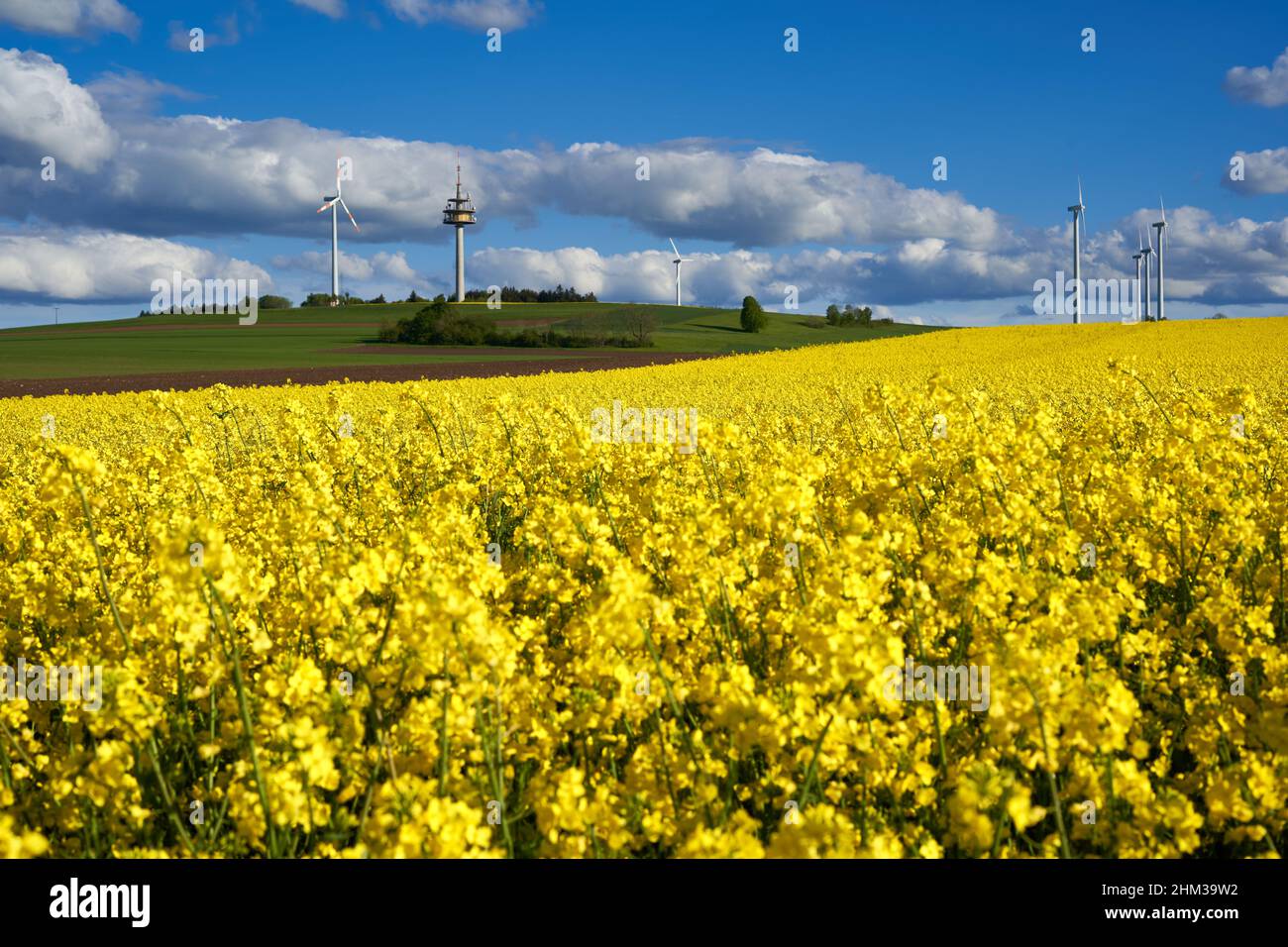 Rape (Brassica napus) field, yellow plants in front of small hill with ...