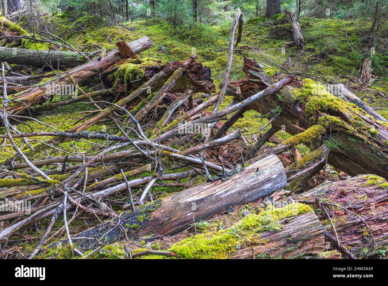 Old rotting tree logs in an ancient forest Stock Photo - Alamy