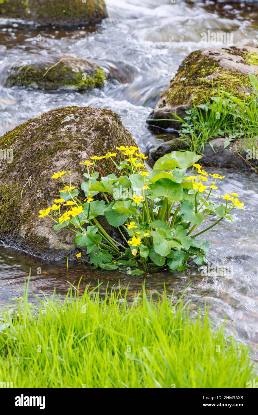 Beautiful flowering water plants hi-res stock photography and images ...