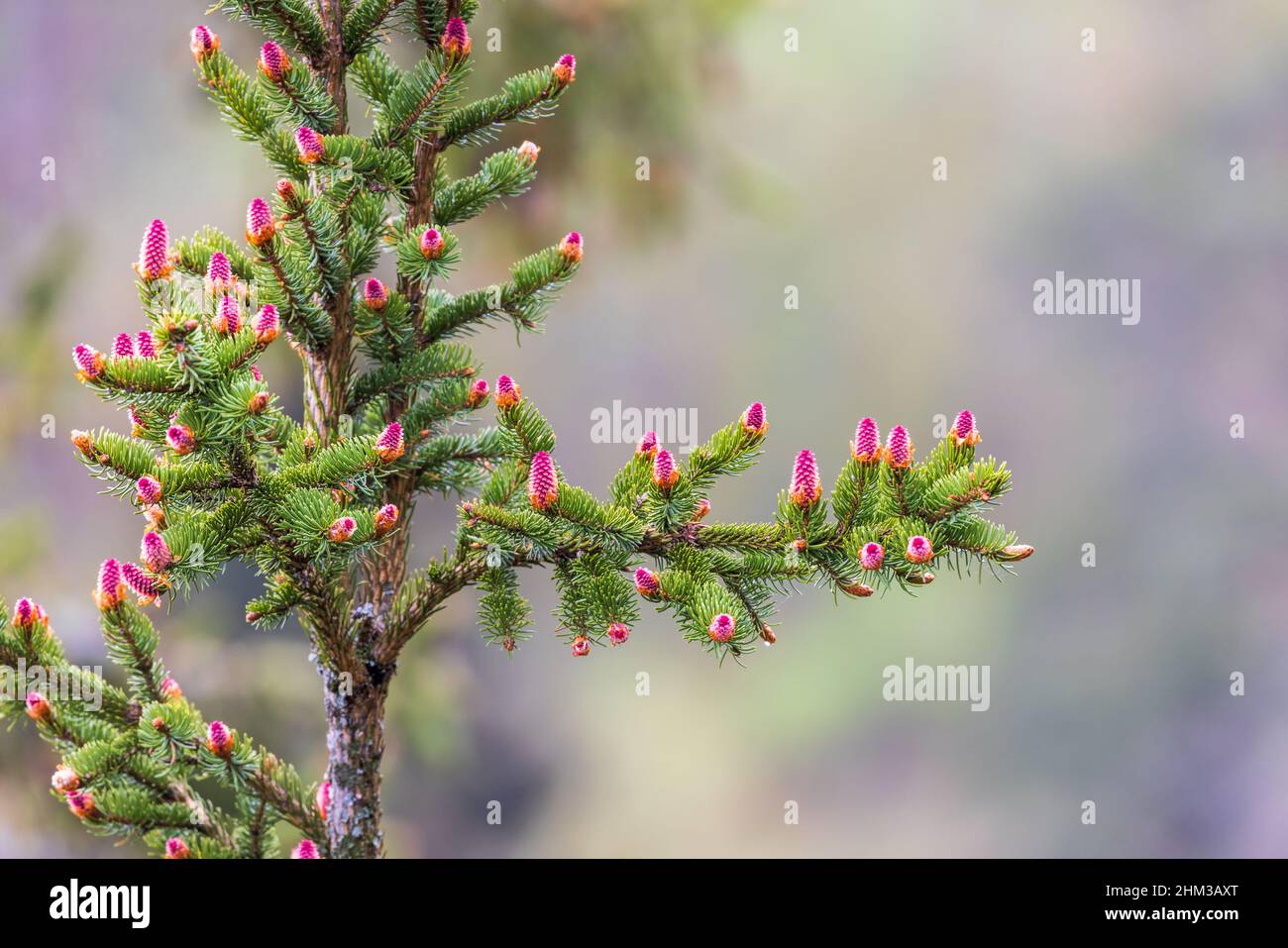 Cones growing in the branches of a tree hi-res stock photography and ...
