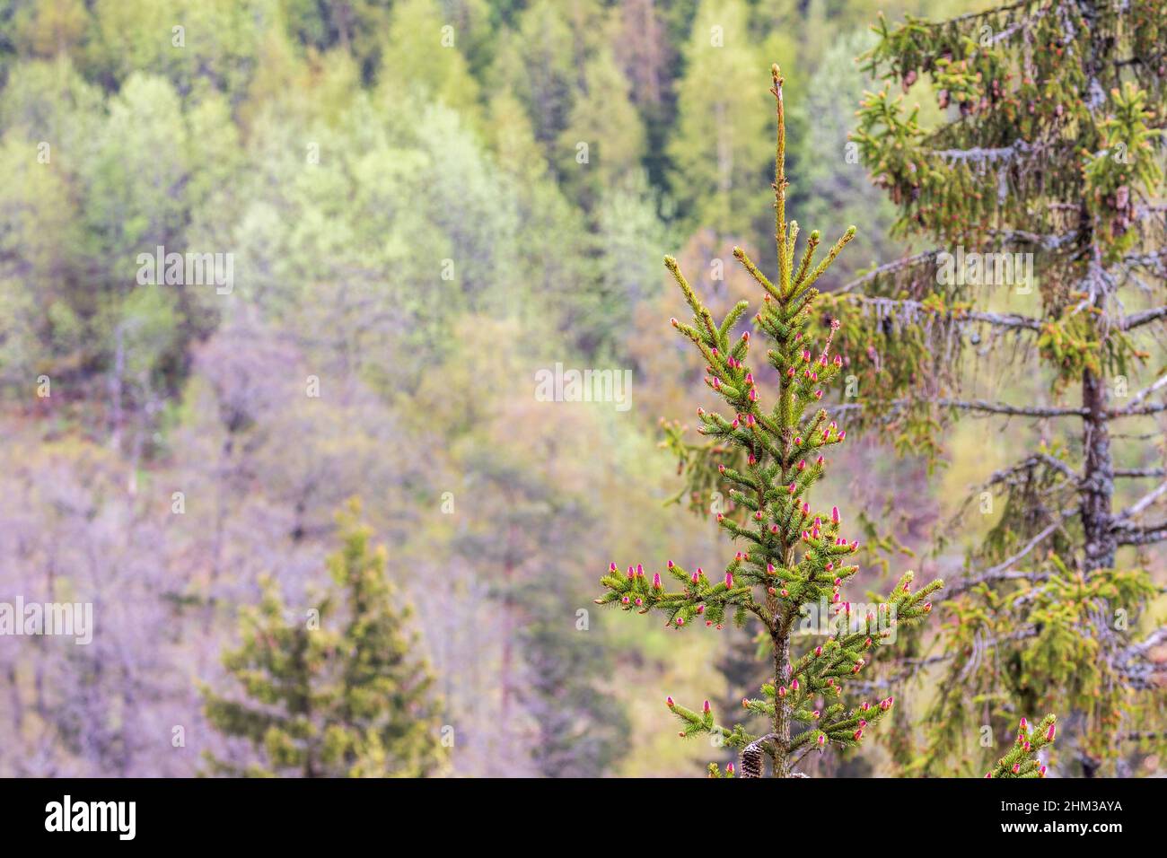 Budding tree cones hi-res stock photography and images - Alamy