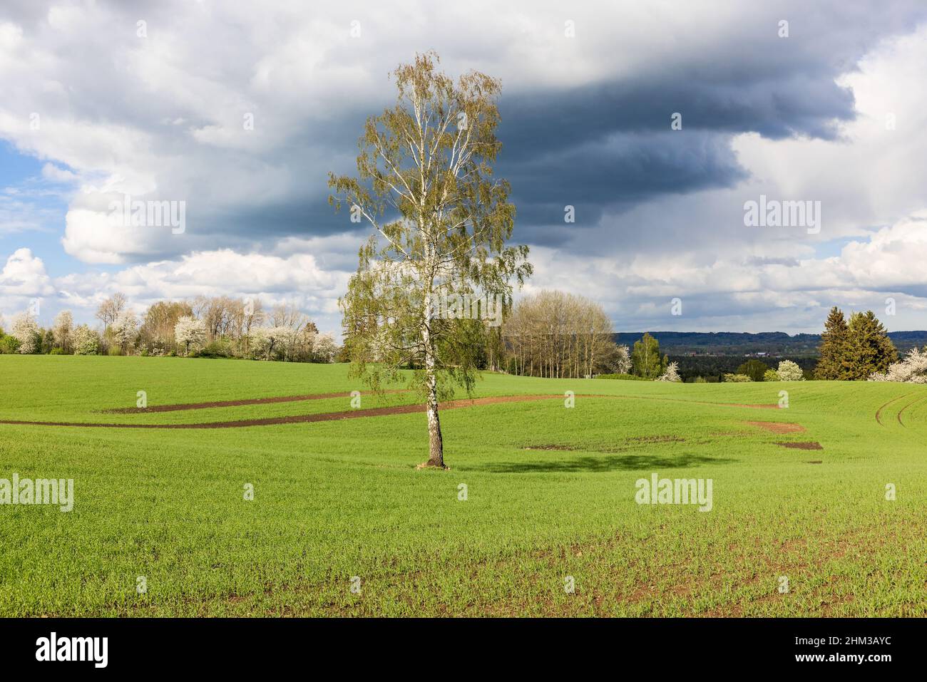 Single birch tree hi-res stock photography and images - Alamy
