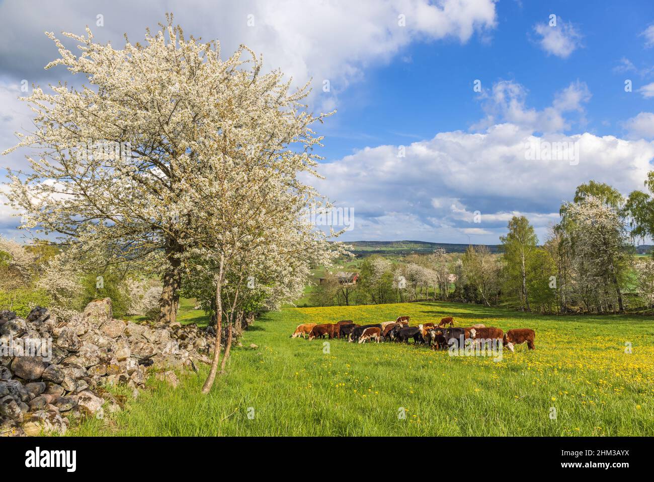 Grazing cattle and flowering fruit trees on a meadow Stock Photo - Alamy