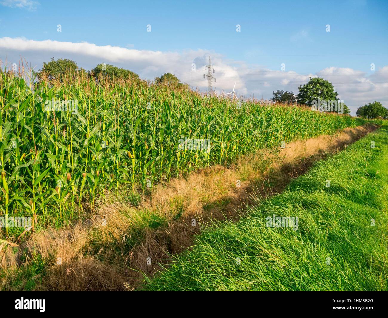 Perspective view of the upper corn plant parts at the edge of a corn ...
