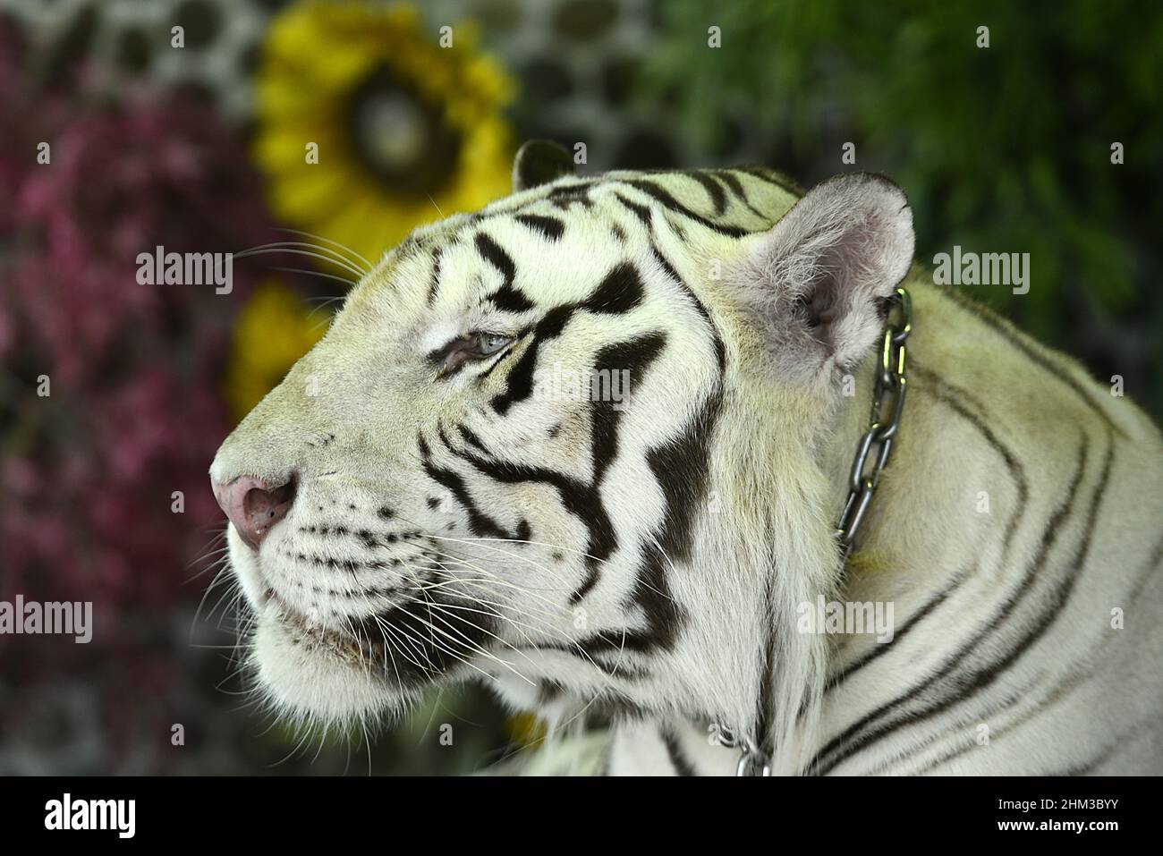Human impressions hi-res stock photography and images - Alamy