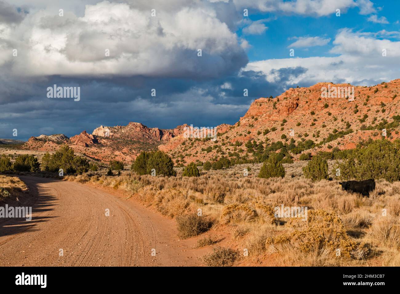 Coyote Buttes, House Rock Valley Road (Road 700), Coyote Valley, cattle ...