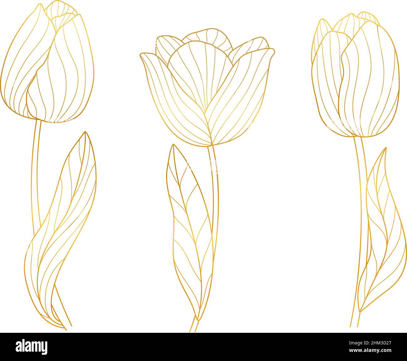 Gold blossom tulips. Bloom golden lines floral elements, elegant spring ...