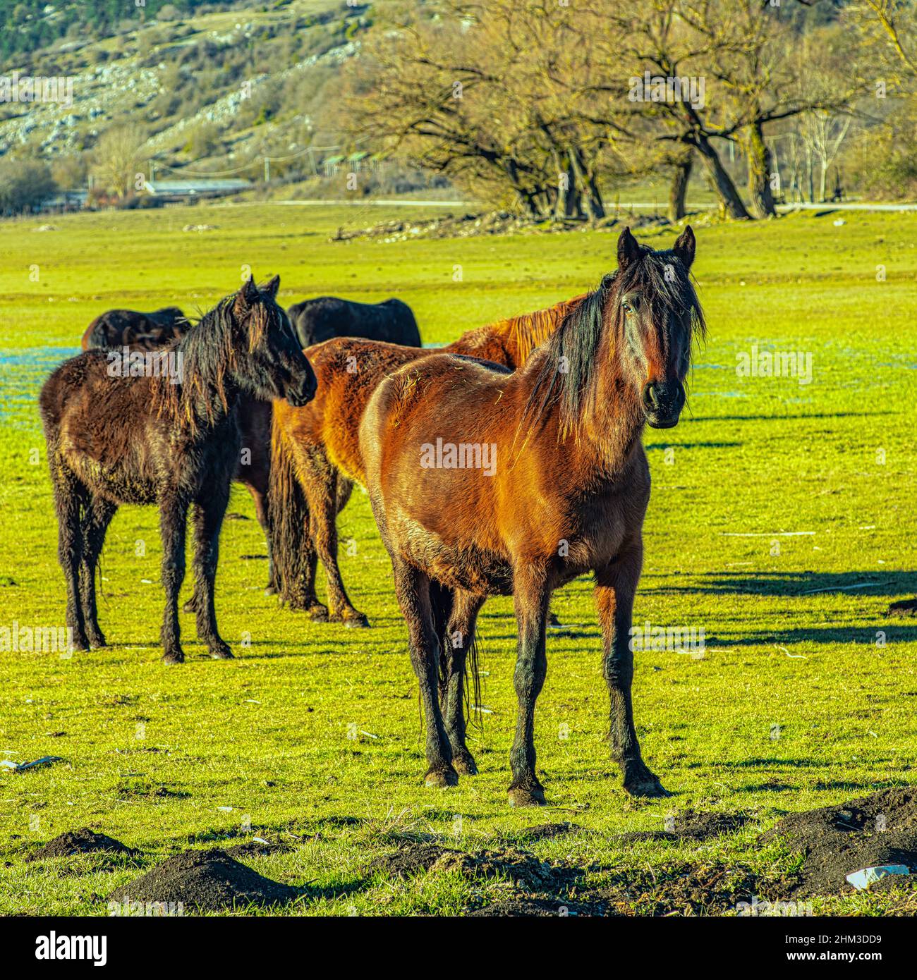 Pentro horse hi-res stock photography and images - Alamy