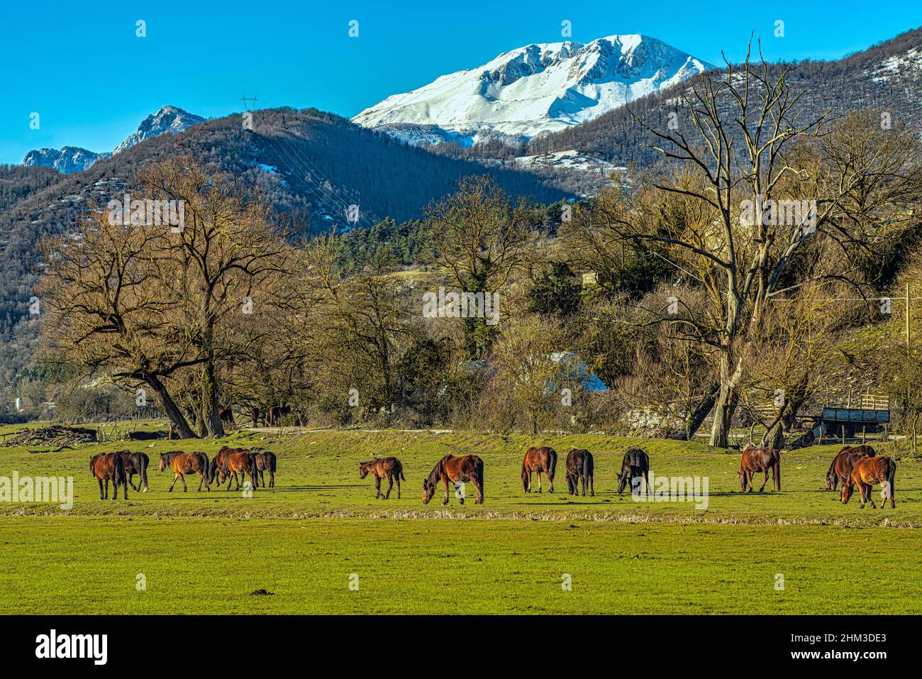 Pentro horse hi-res stock photography and images - Alamy