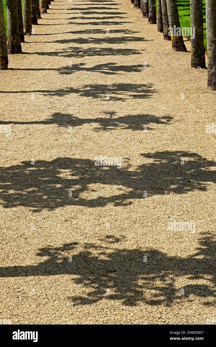 Gravel path English garden long row of tree trunks & shadows of ...