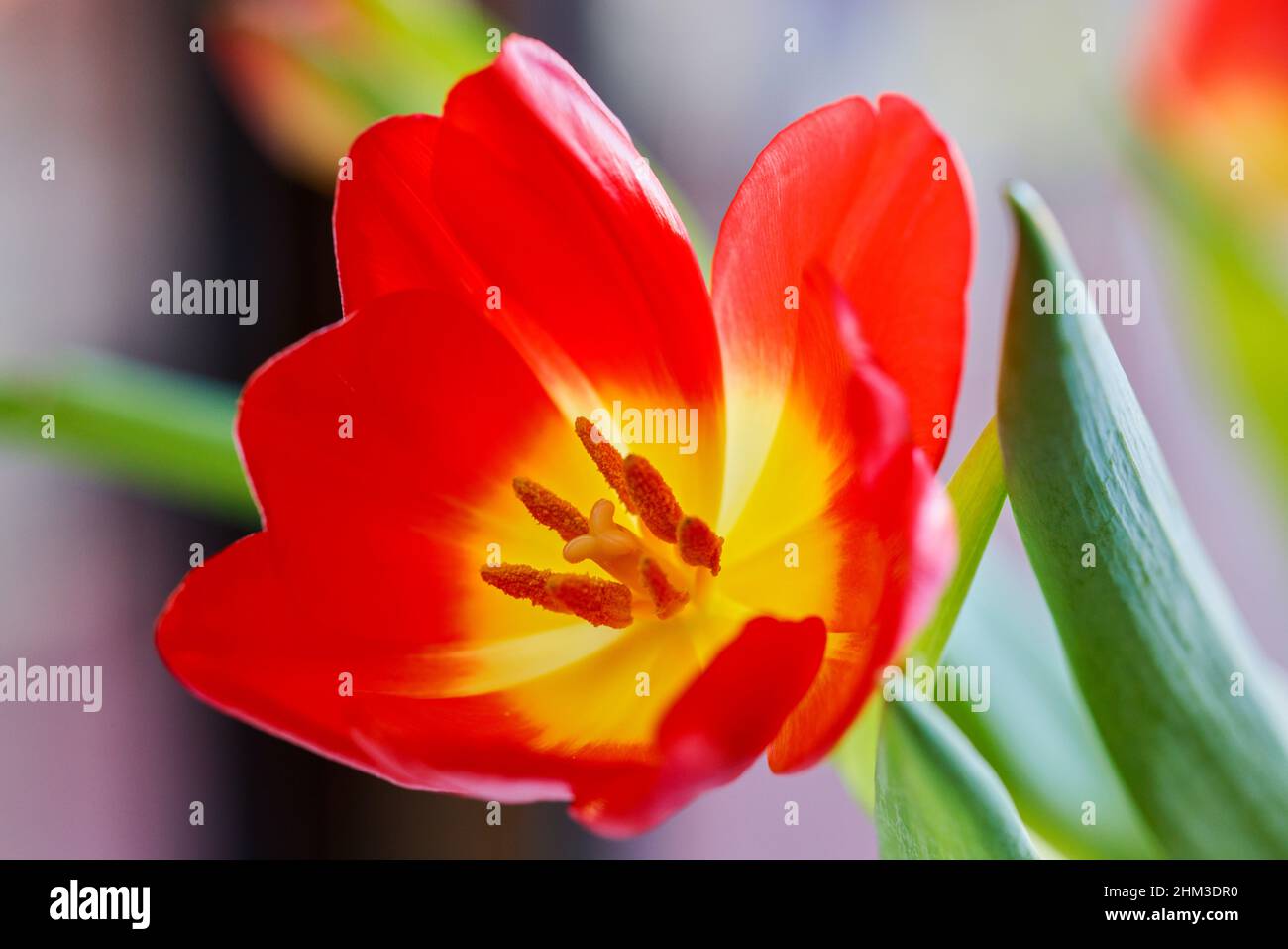 close up image with a red tulip in blur, dof Stock Photo - Alamy