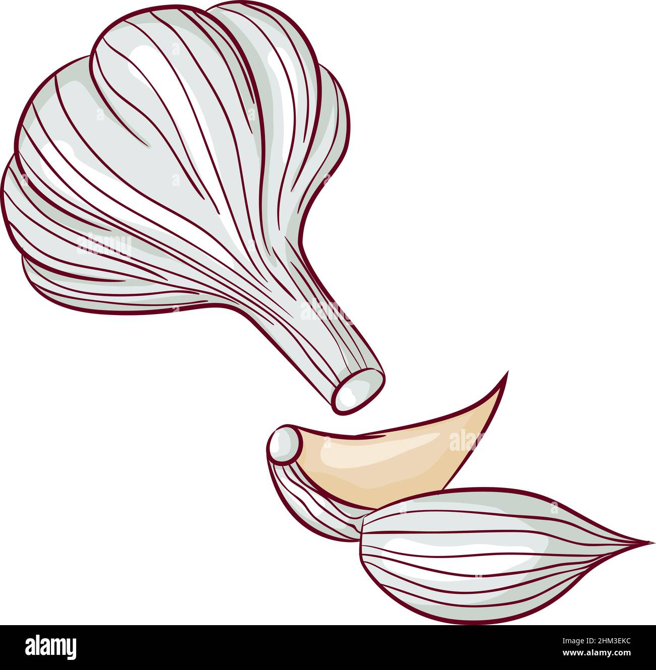 Garlic cloves on white background Stock Vector Images - Alamy