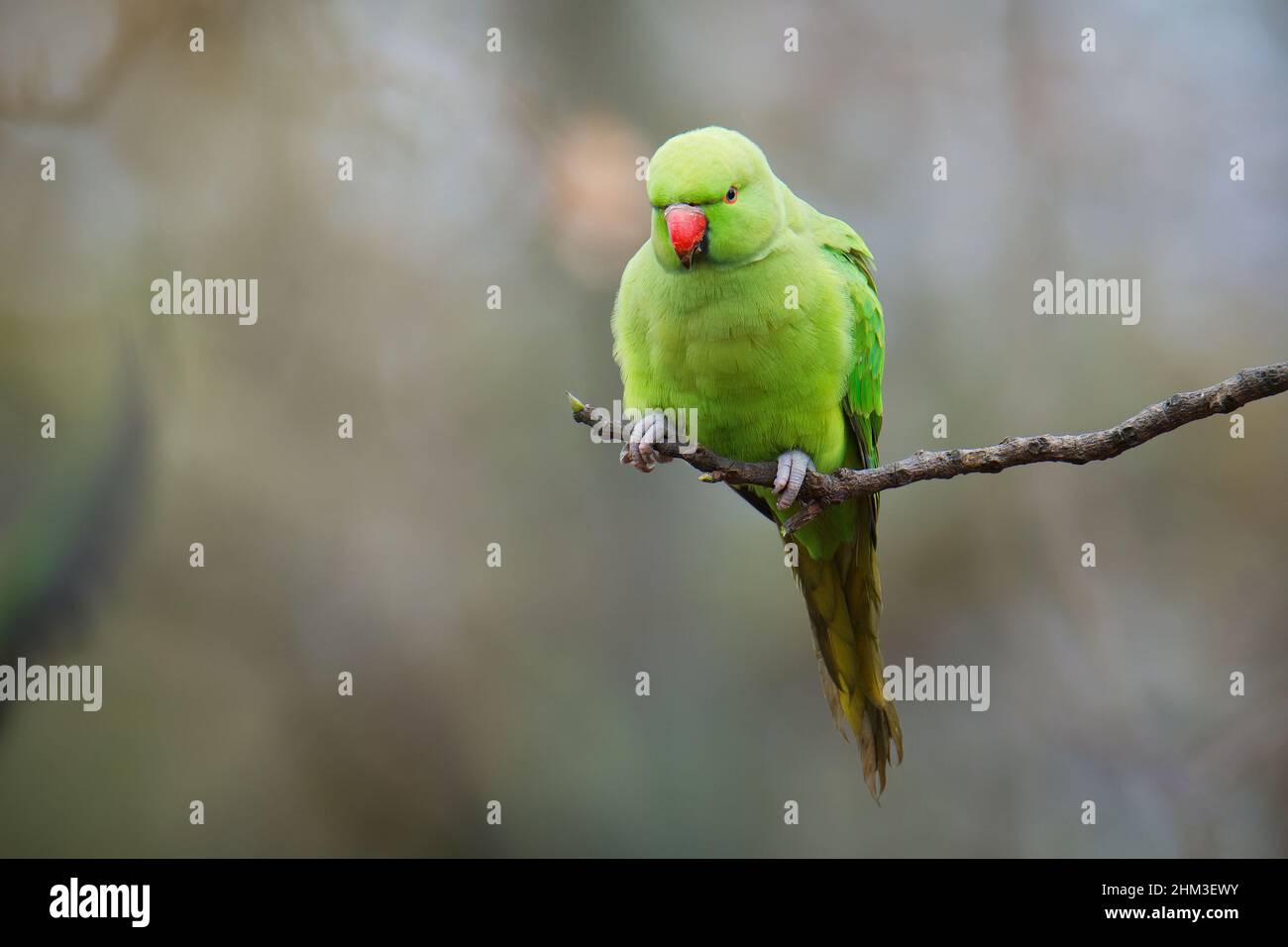 The rose-ringed parakeet (Psittacula krameri), also known as the ring ...