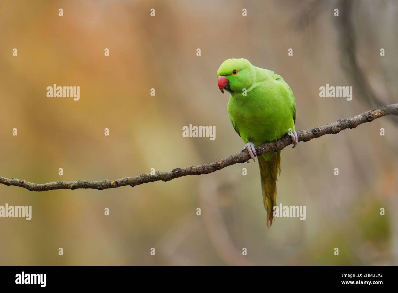 The rose-ringed parakeet (Psittacula krameri), also known as the ring ...