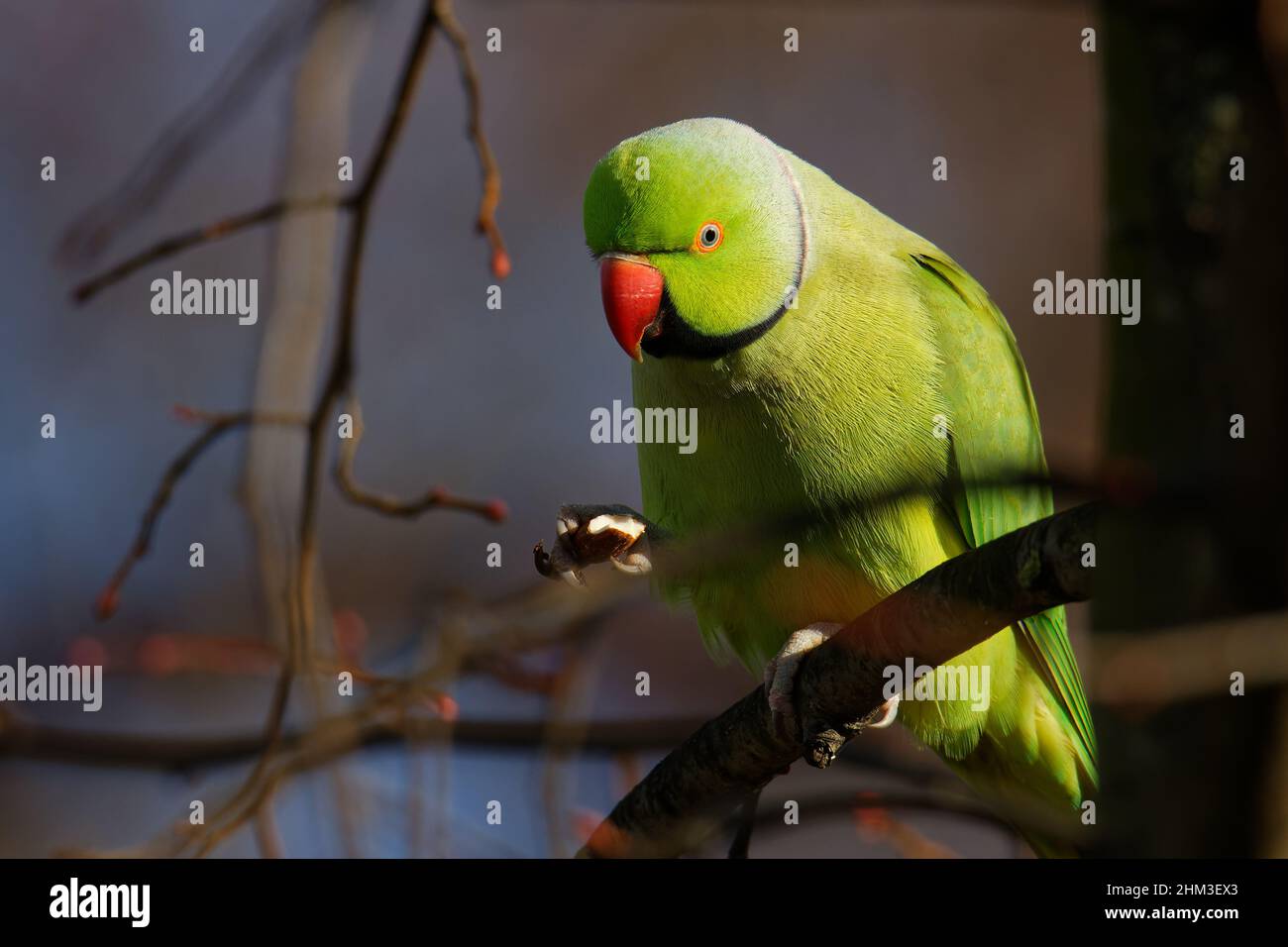 The rose-ringed parakeet (Psittacula krameri), also known as the ring ...