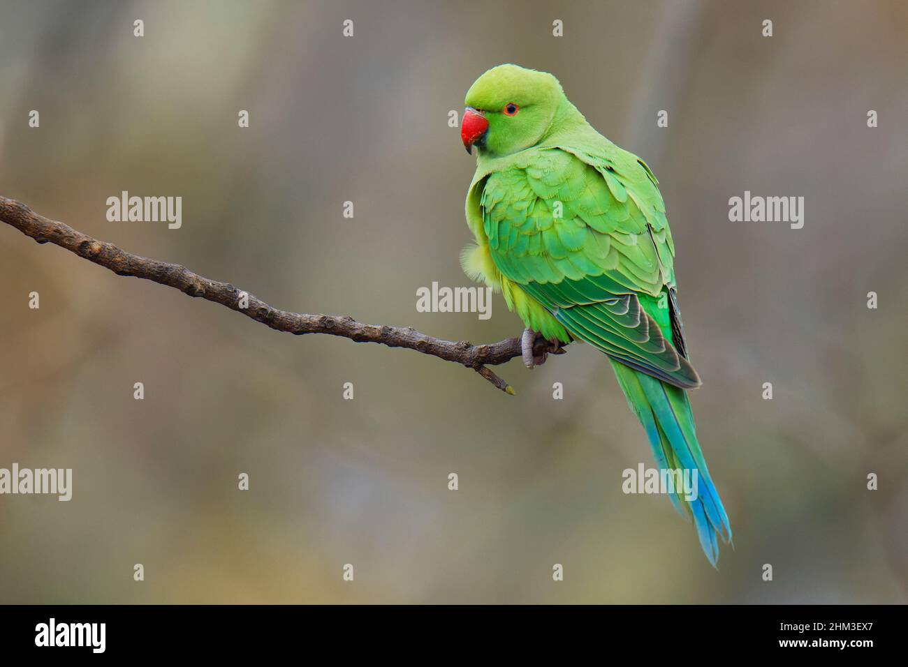 The rose-ringed parakeet (Psittacula krameri), also known as the ring ...