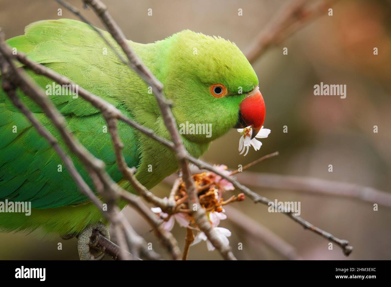 The rose-ringed parakeet (Psittacula krameri), also known as the ring ...