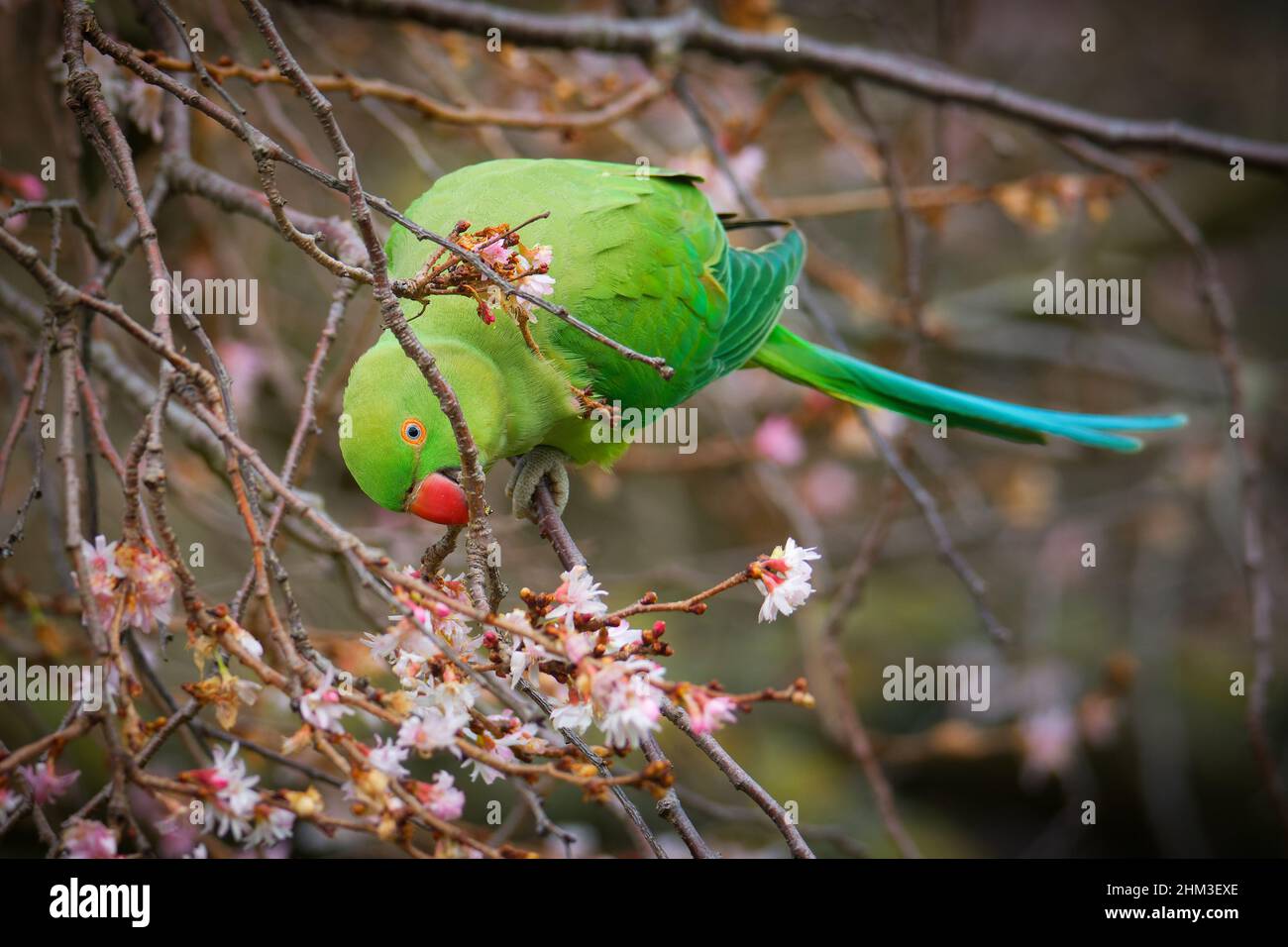 The rose-ringed parakeet (Psittacula krameri), also known as the ring ...