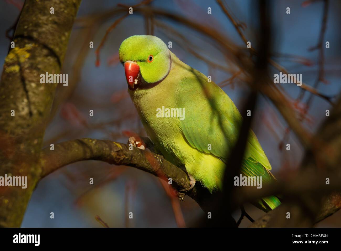 The rose-ringed parakeet (Psittacula krameri), also known as the ring ...
