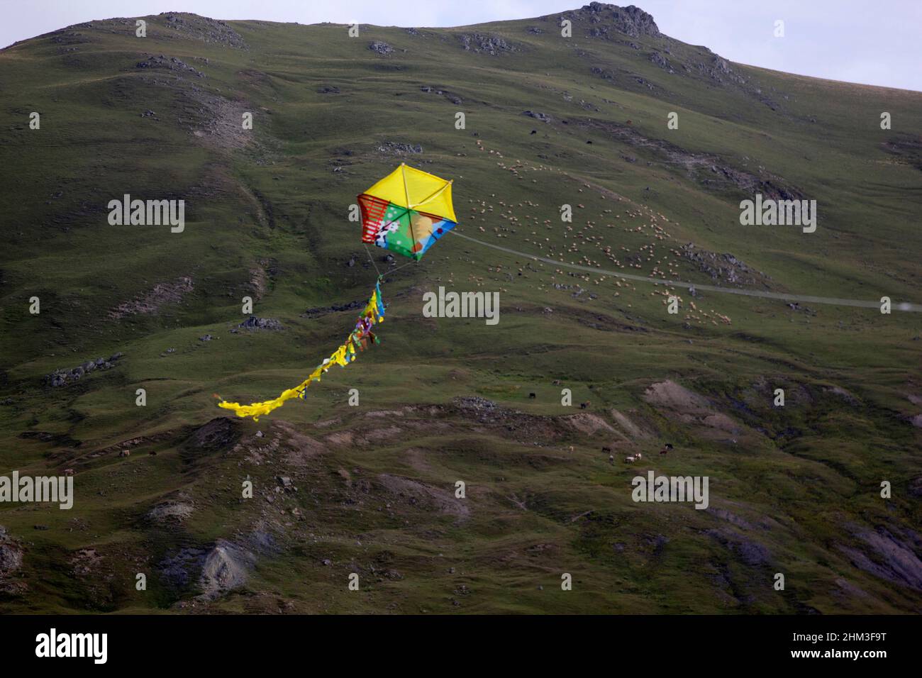 Cows and sheep on the slopes of the mountain. Colorful kite in the air ...