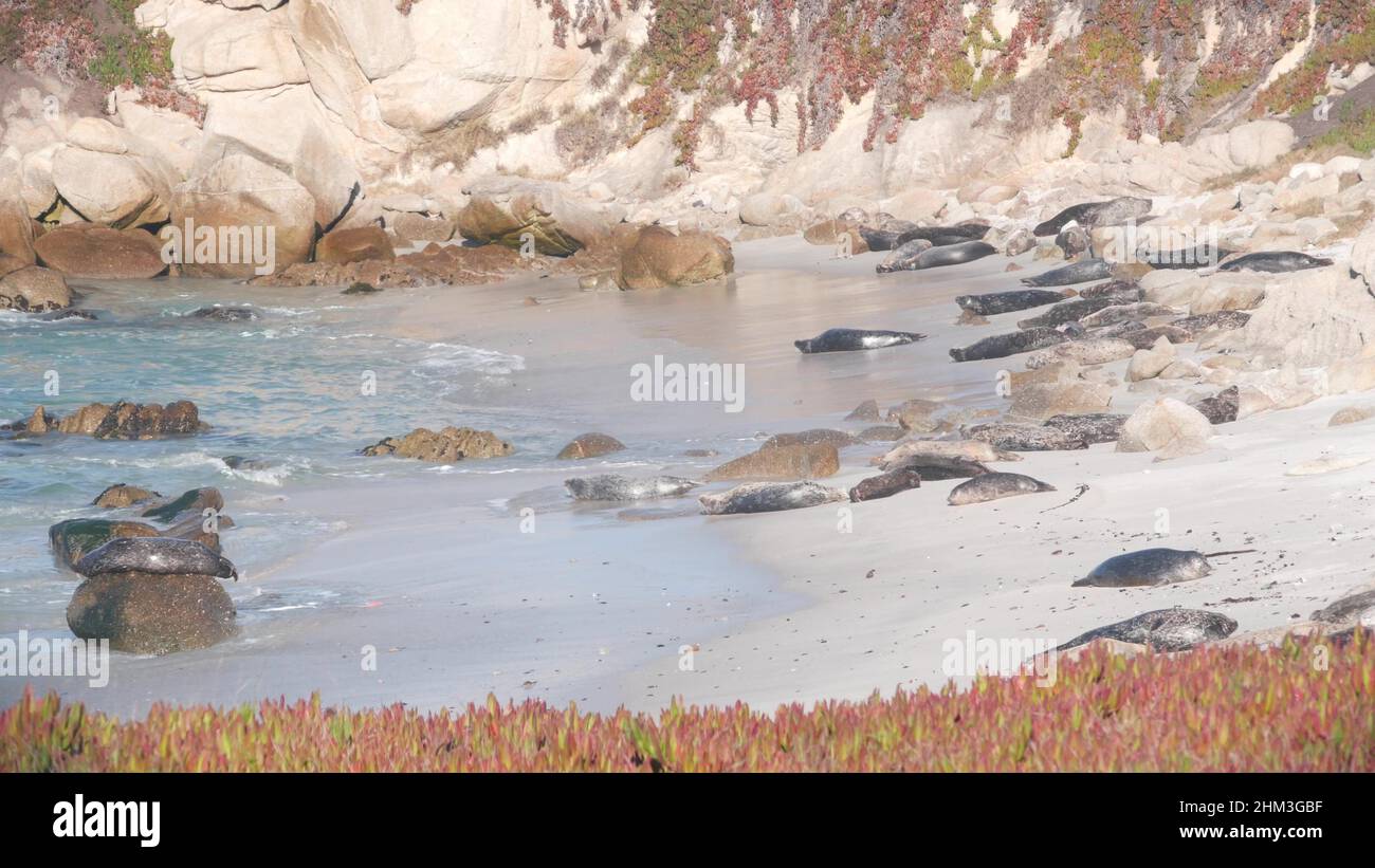 Harbor seal pup pebble beach hi-res stock photography and images - Alamy