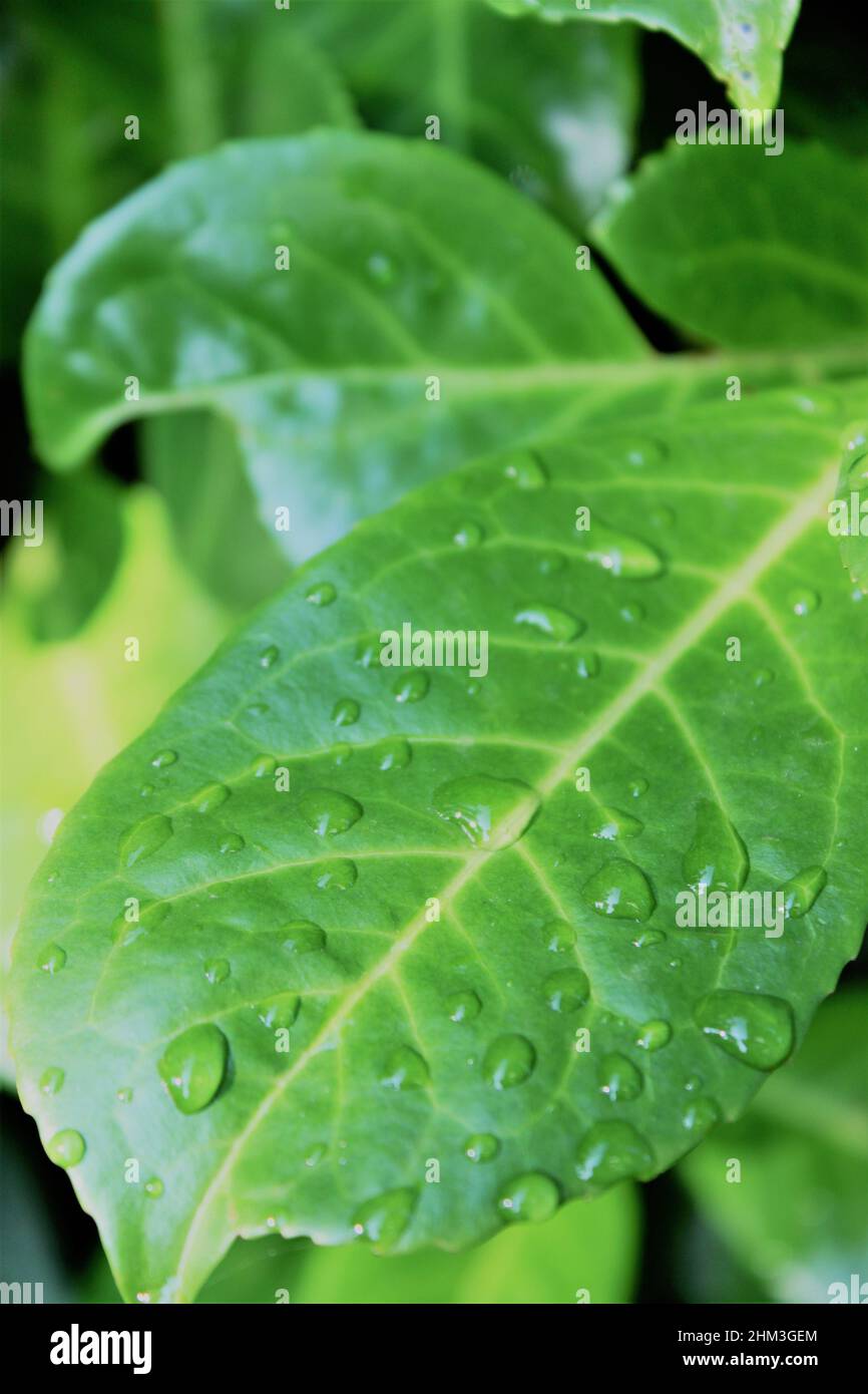 Green leaf with veins close up Stock Photo - Alamy
